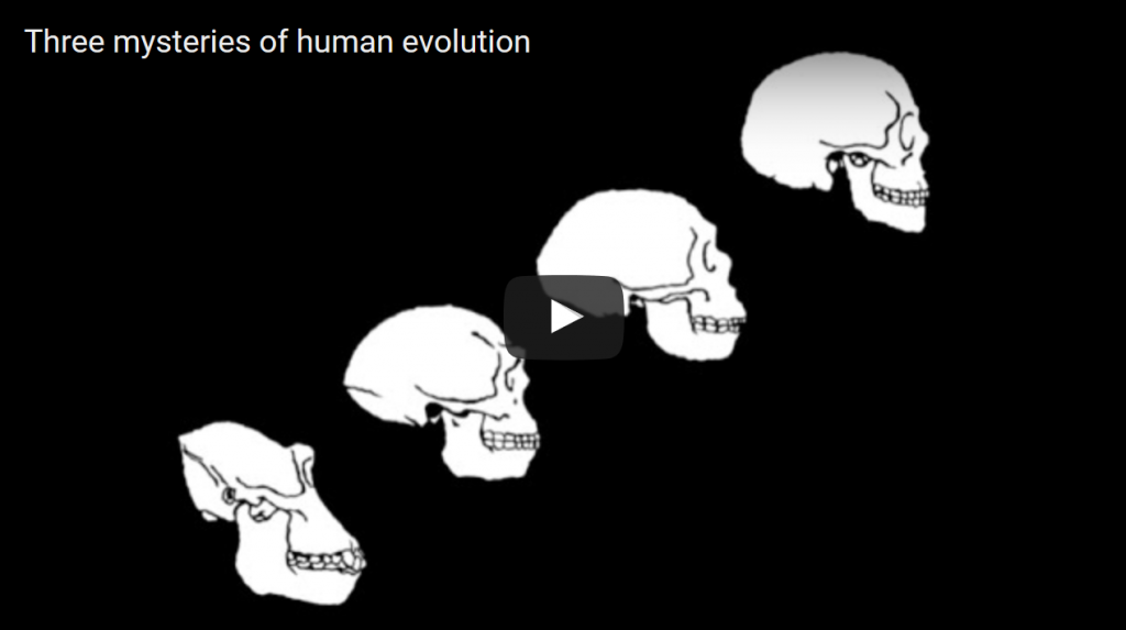 Human_Evolution - The Hominid Post