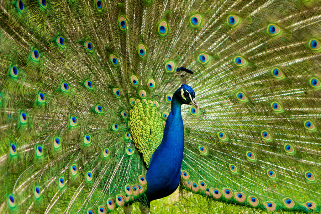 Understanding Human Mating Strategies: The Evolutionary Psychology of ...